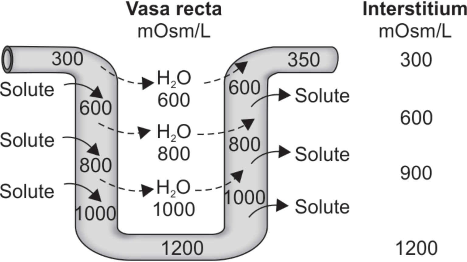 What Is The Countercurrent Mechanism? -steps/NotesMed. | NotesMed