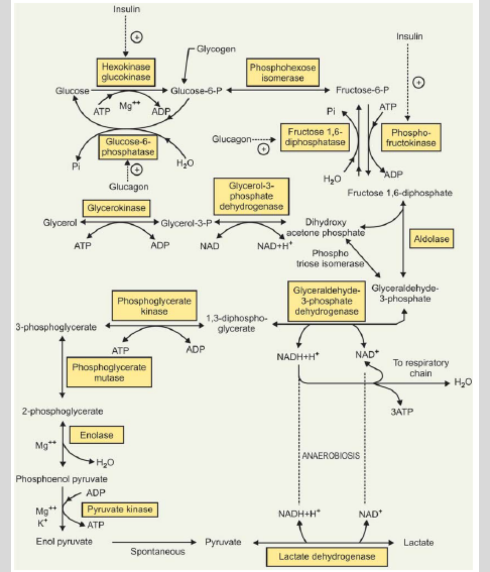 Glycolysis Pathway: Steps, Regulation, Inhibitors-NotesMed | NotesMed