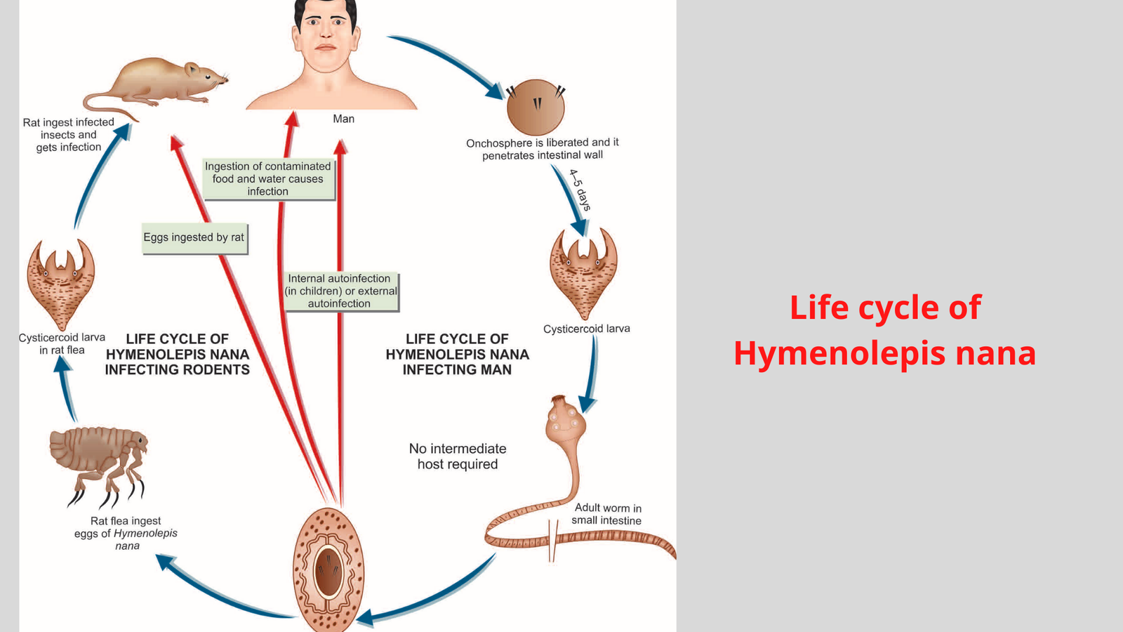 Hymenolepis Nana: Morphology, Life Cycle, Lab Diagnosis-NotesMed | NotesMed
