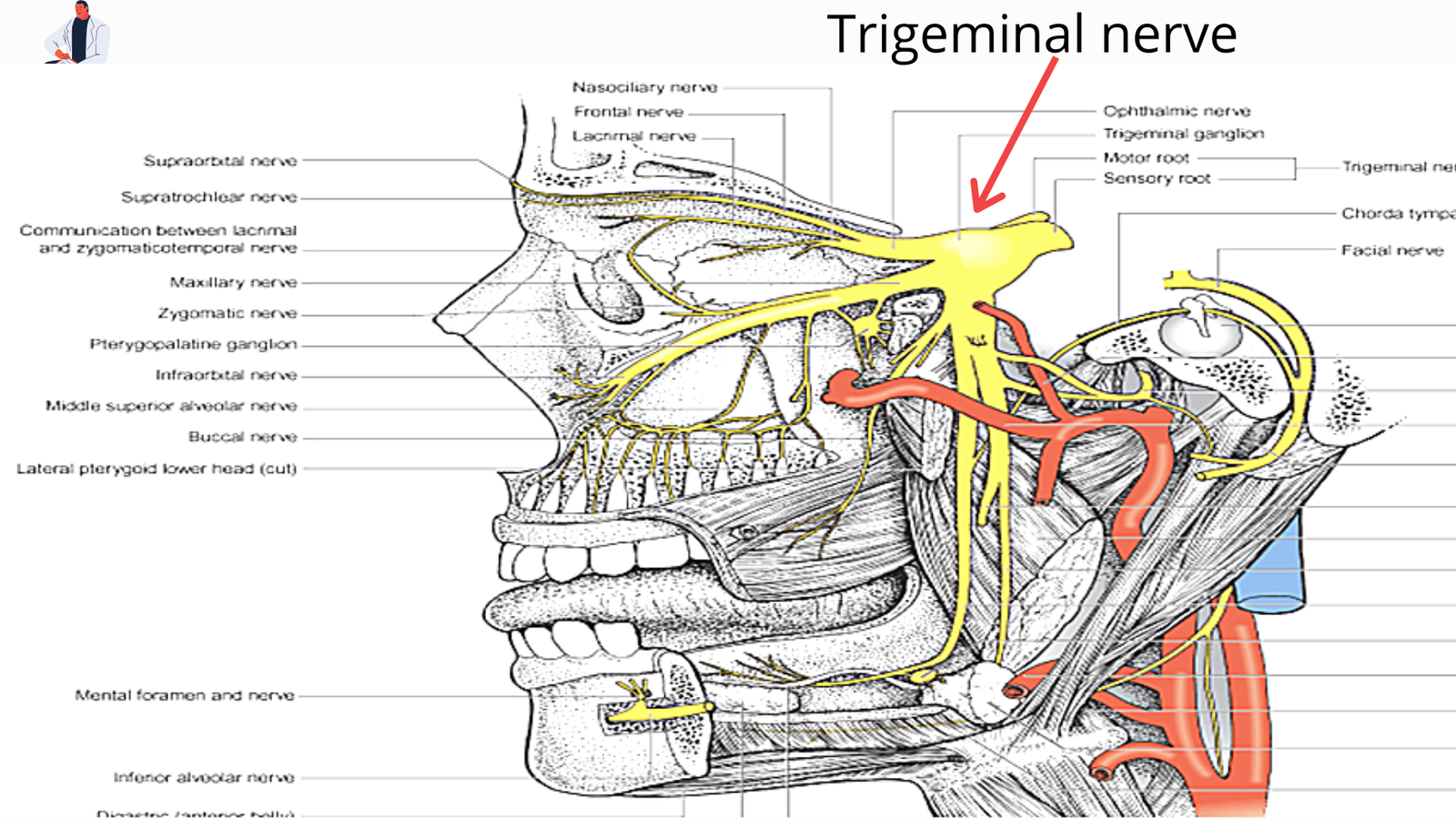 Trigeminal Nerve Functional Component Division Applied Anatomy