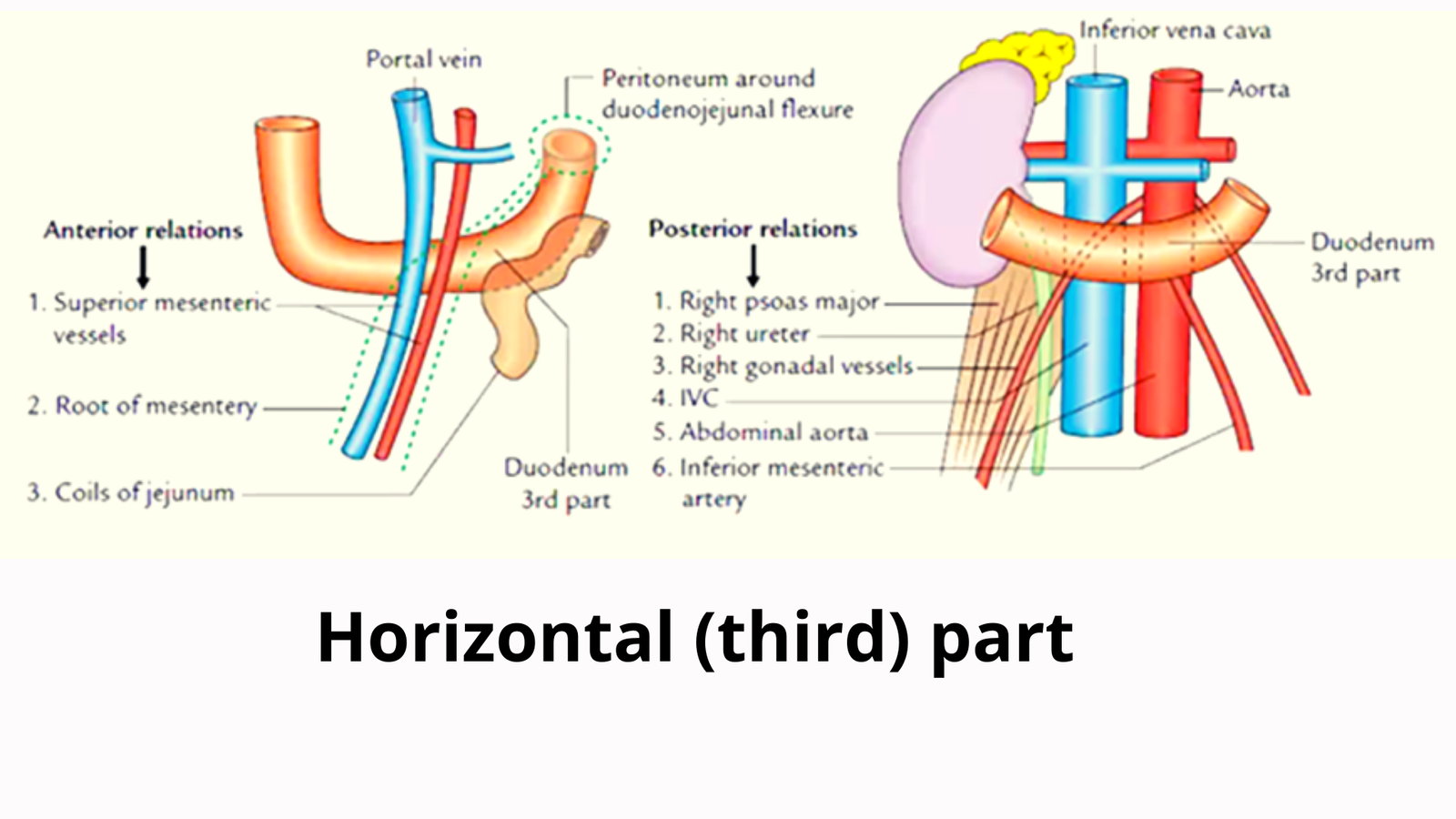 Duodenum: Parts, Relations, Blood Vessels, Microscopy | NotesMed