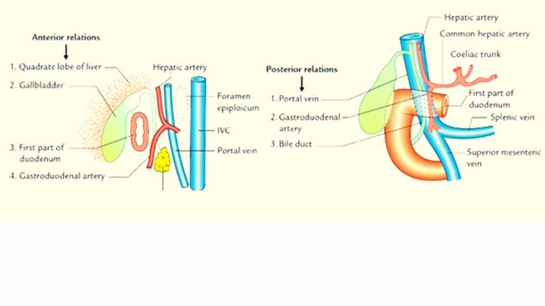 Duodenum: Parts, Relations, Blood Vessels, Microscopy | NotesMed