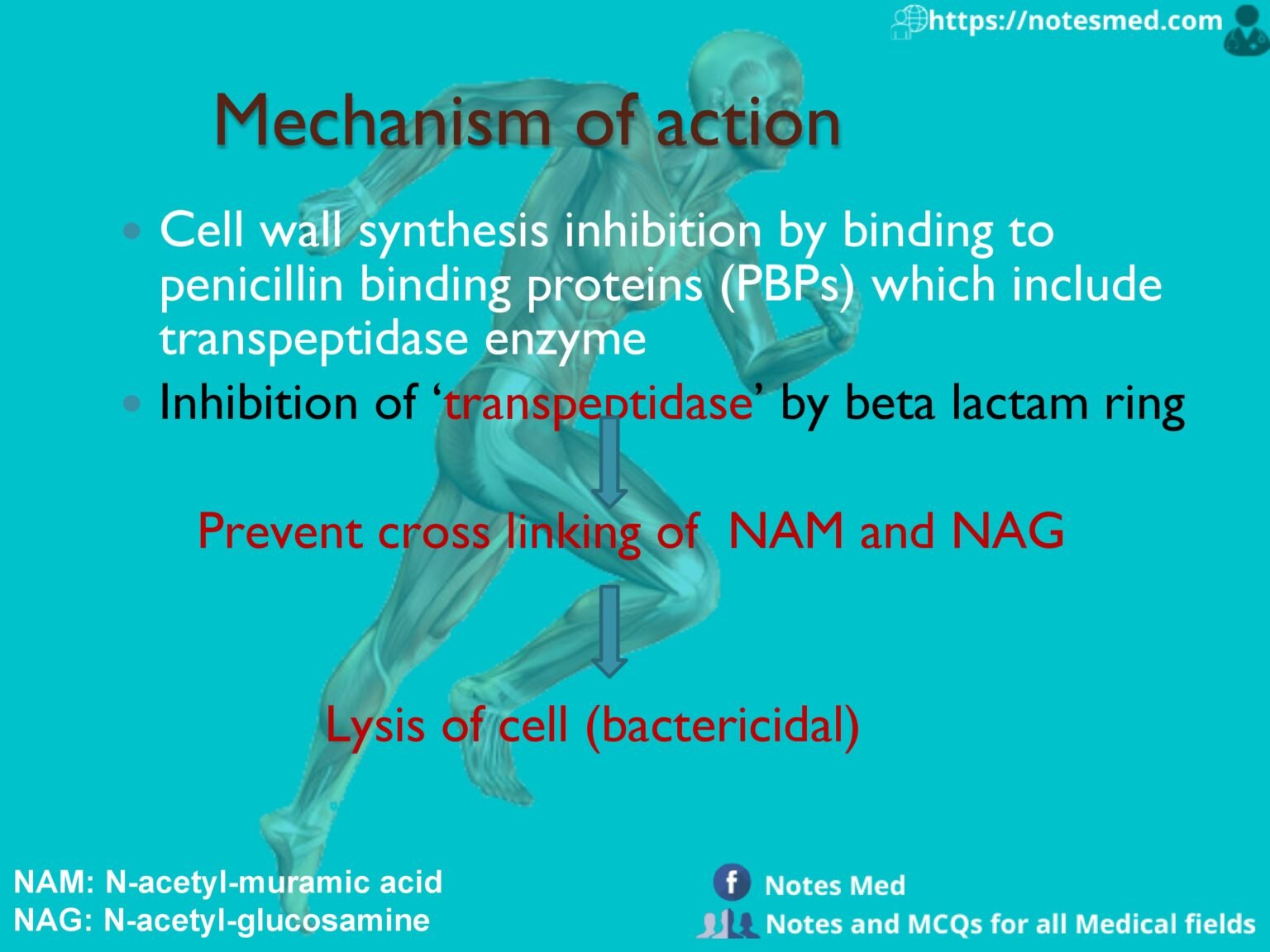 Penicillins: MOA, Adverse Effects, Use, Precautions-NotesMed | NotesMed