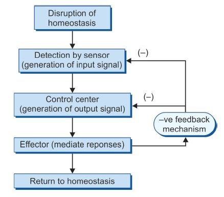 Homeostasis: Role, Control System, Feedback Mechanism | NotesMed